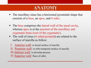 Maxillary sinus.pptx | Ear, Nose and Throat Conditions | Diseases and ...