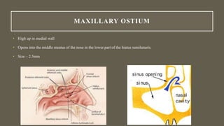 Maxillary sinus | PPTX