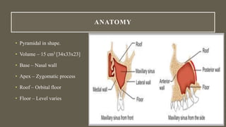 Maxillary sinus | PPTX