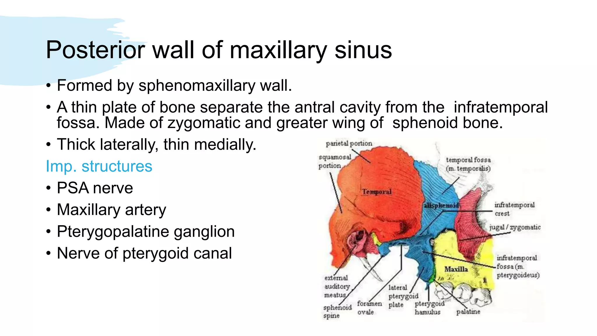 Maxillary sinus | PPTX