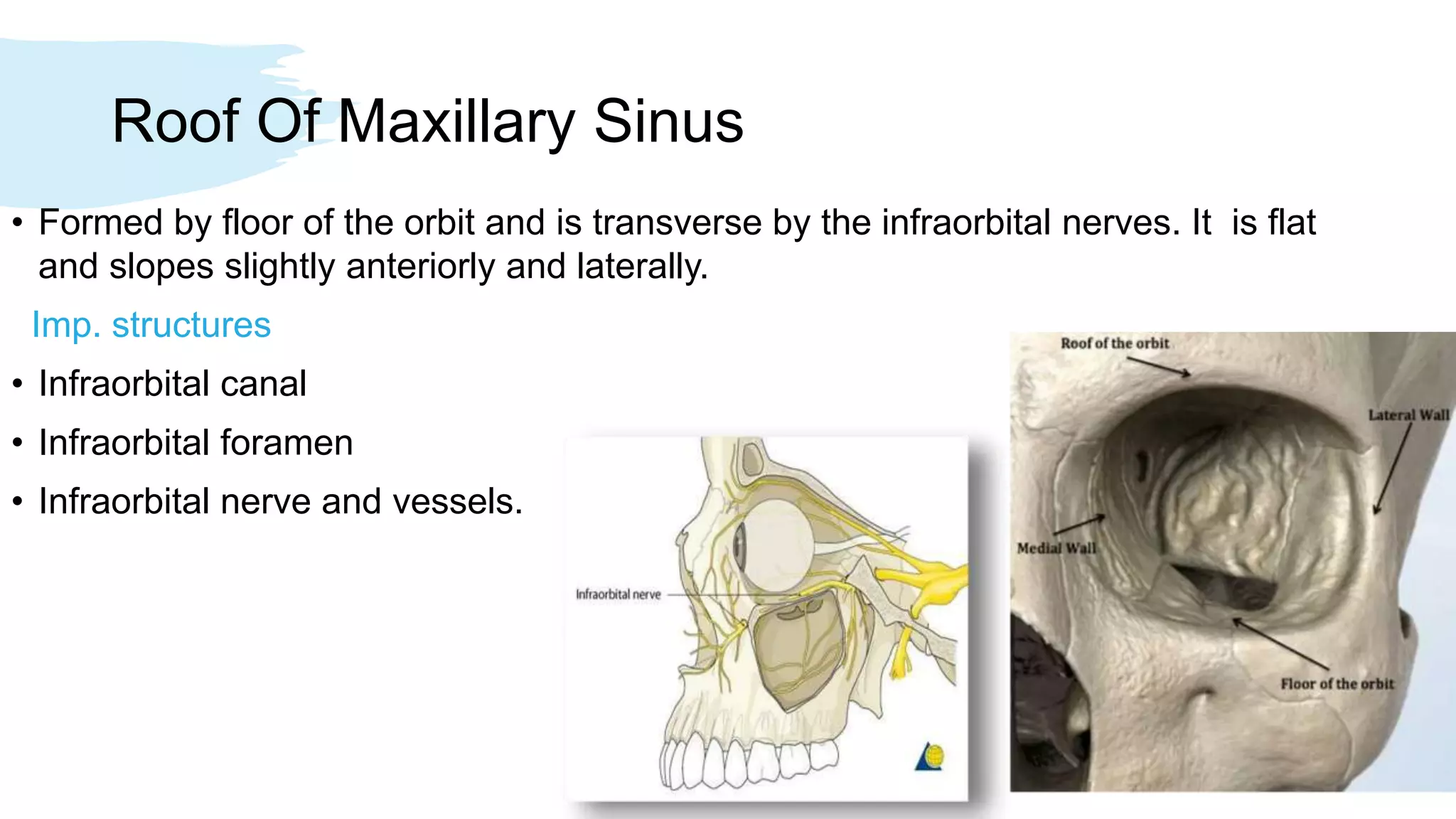 Maxillary sinus | PPTX