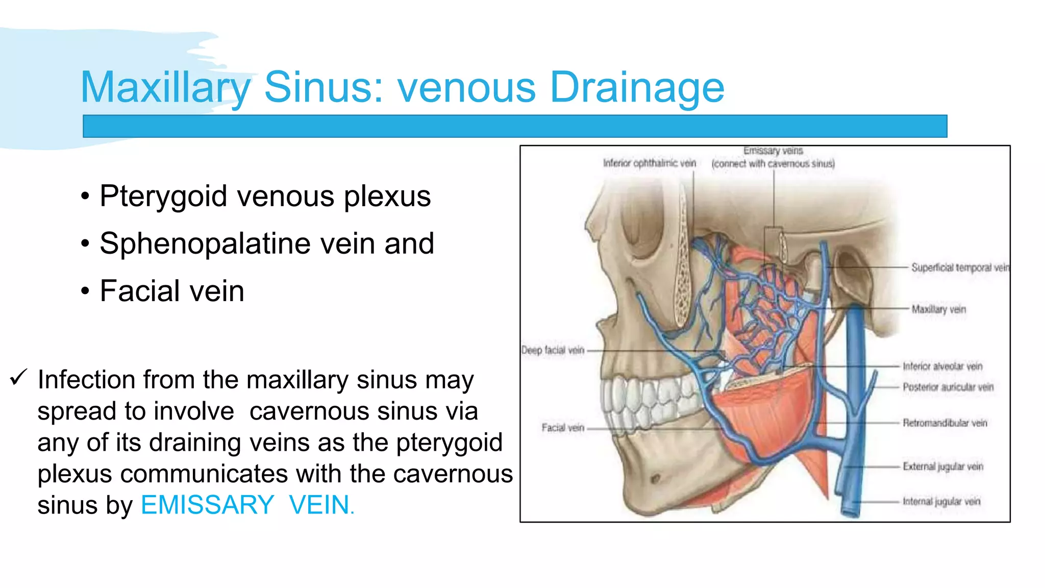 Maxillary sinus | PPTX