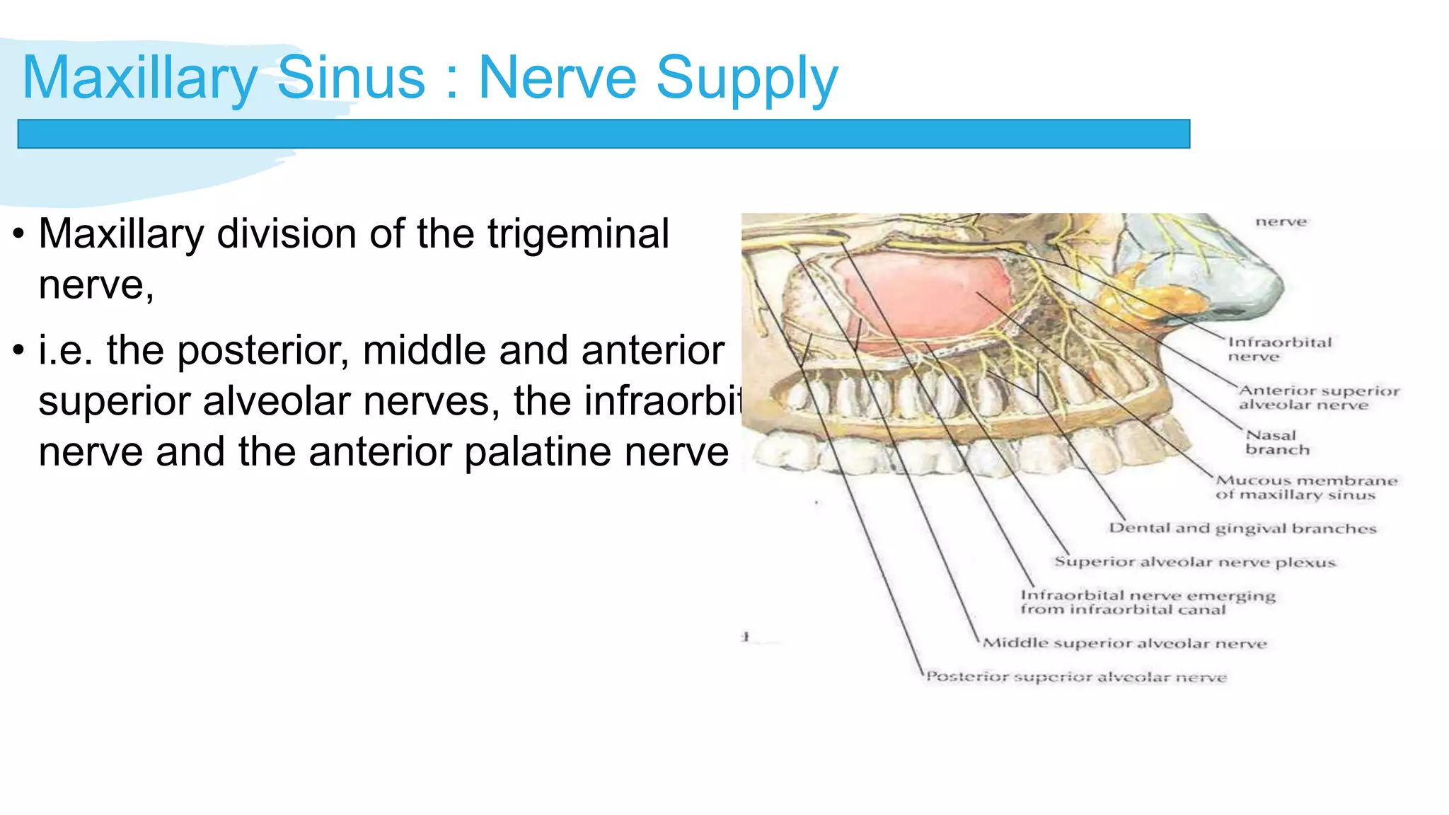 Maxillary sinus | PPTX