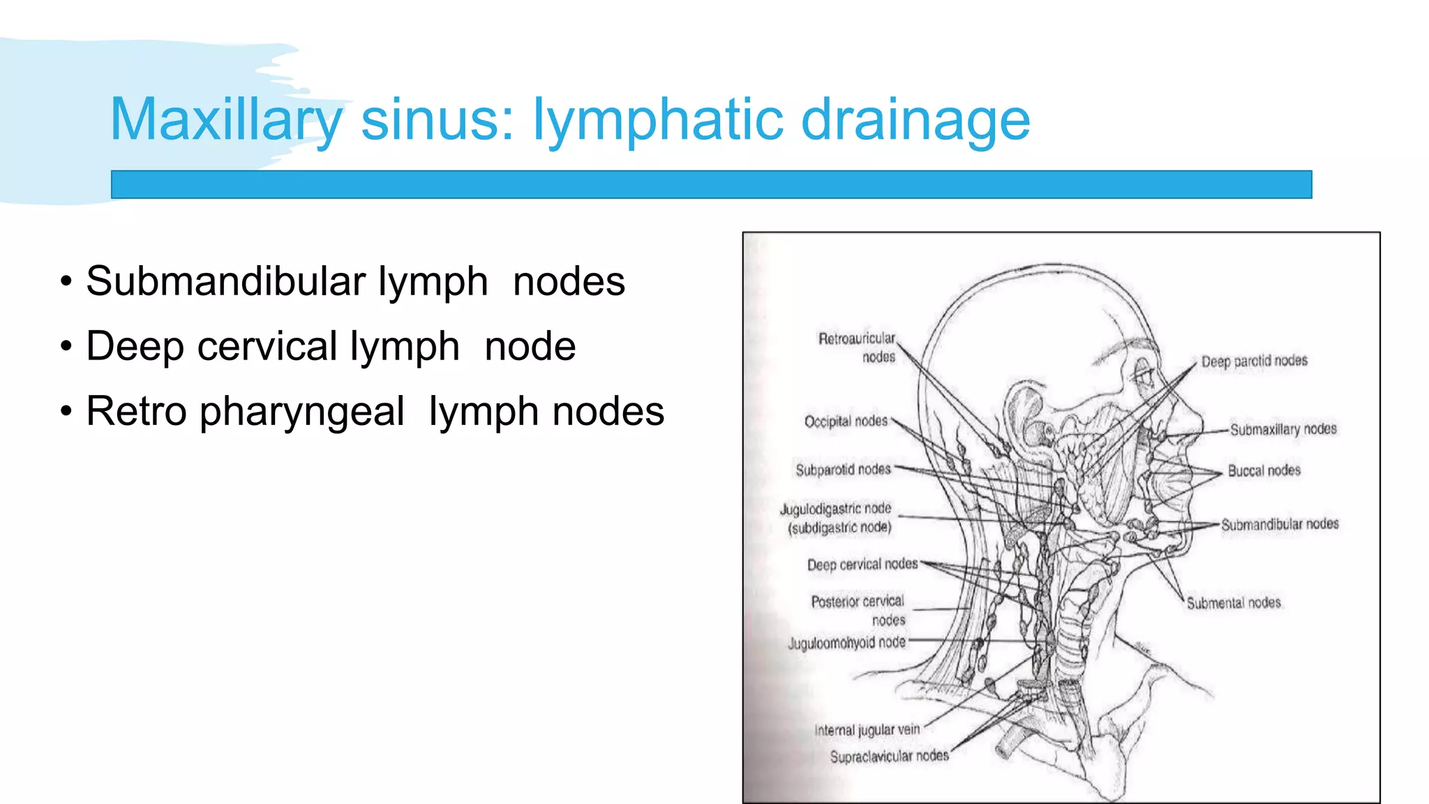 Maxillary sinus | PPTX