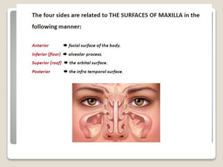 Maxillary sinus.ppt