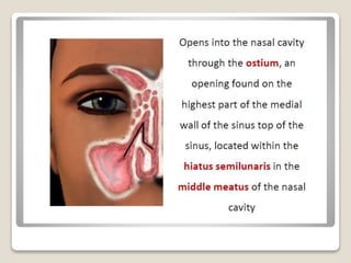 Maxillary sinus.ppt