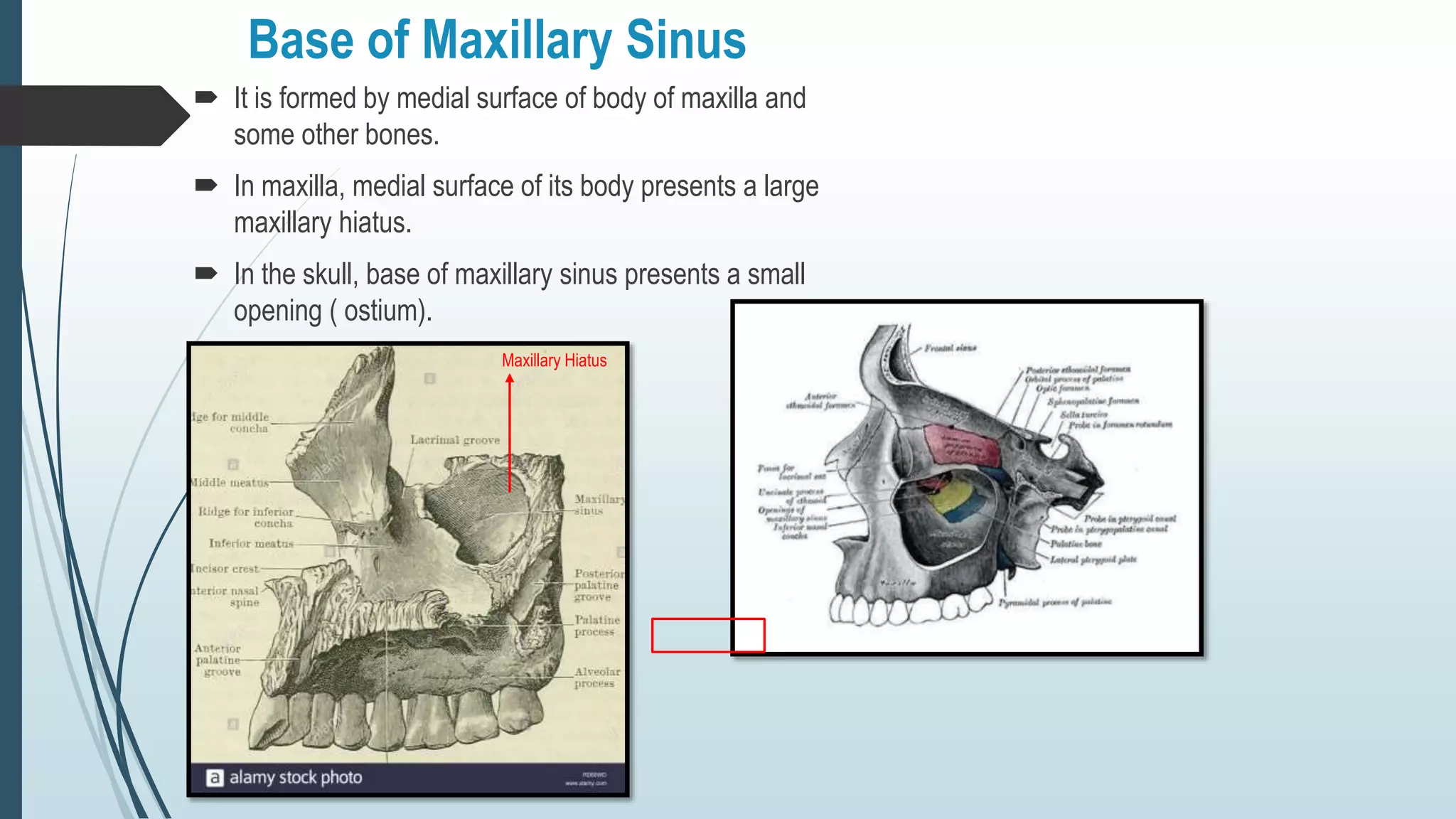 MAXILLARY SINUS.pptx | Ear, Nose and Throat Conditions | Diseases and Conditions