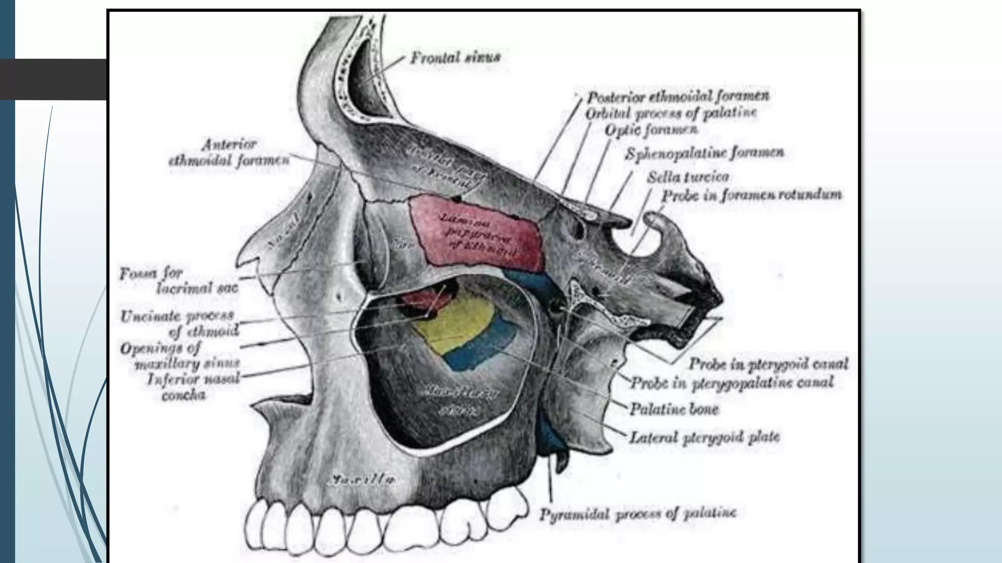 Maxillary Sinus Pptx Ear Nose And Throat Conditions Diseases And Conditions