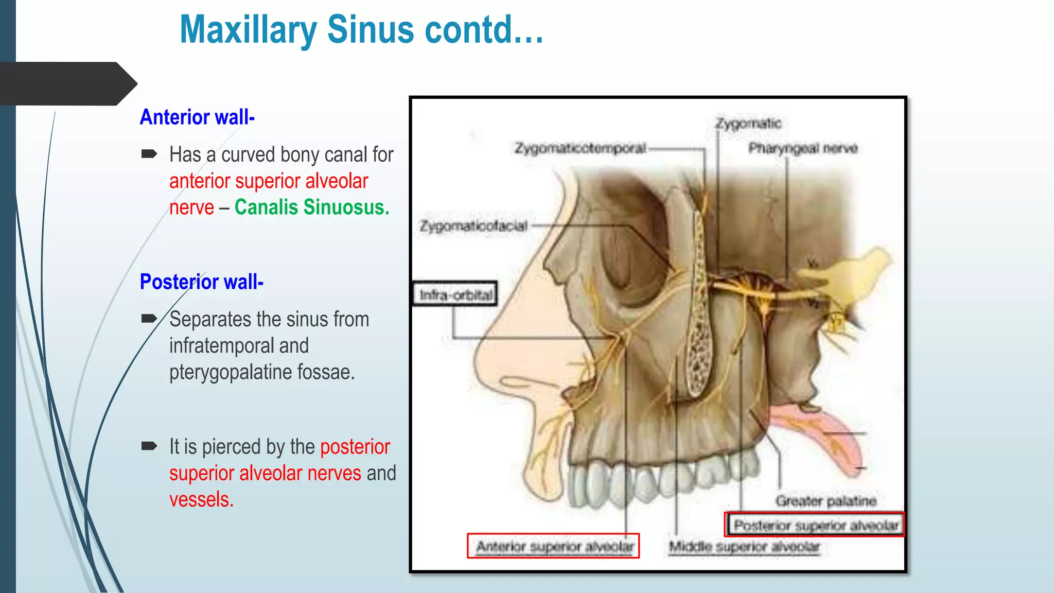 MAXILLARY SINUS.pptx | Ear, Nose and Throat Conditions | Diseases and ...
