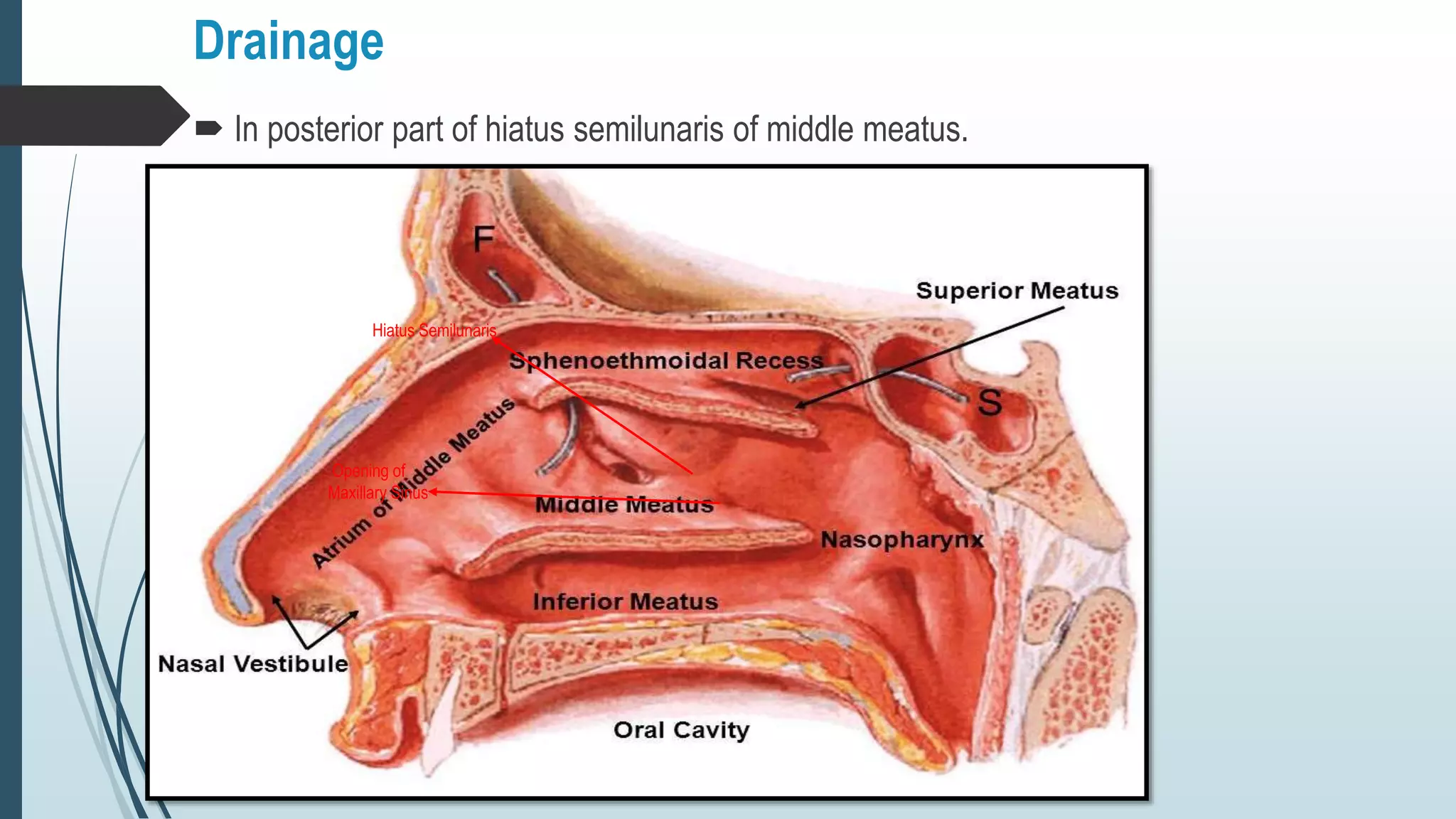 Maxillary Sinus Pptx Ear Nose And Throat Conditions Diseases And Conditions