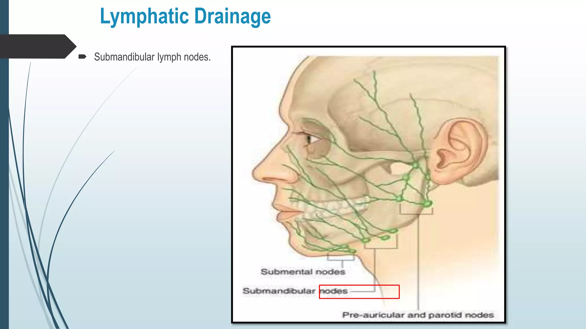 Maxillary Sinus Pptx Ear Nose And Throat Conditions Diseases And Conditions