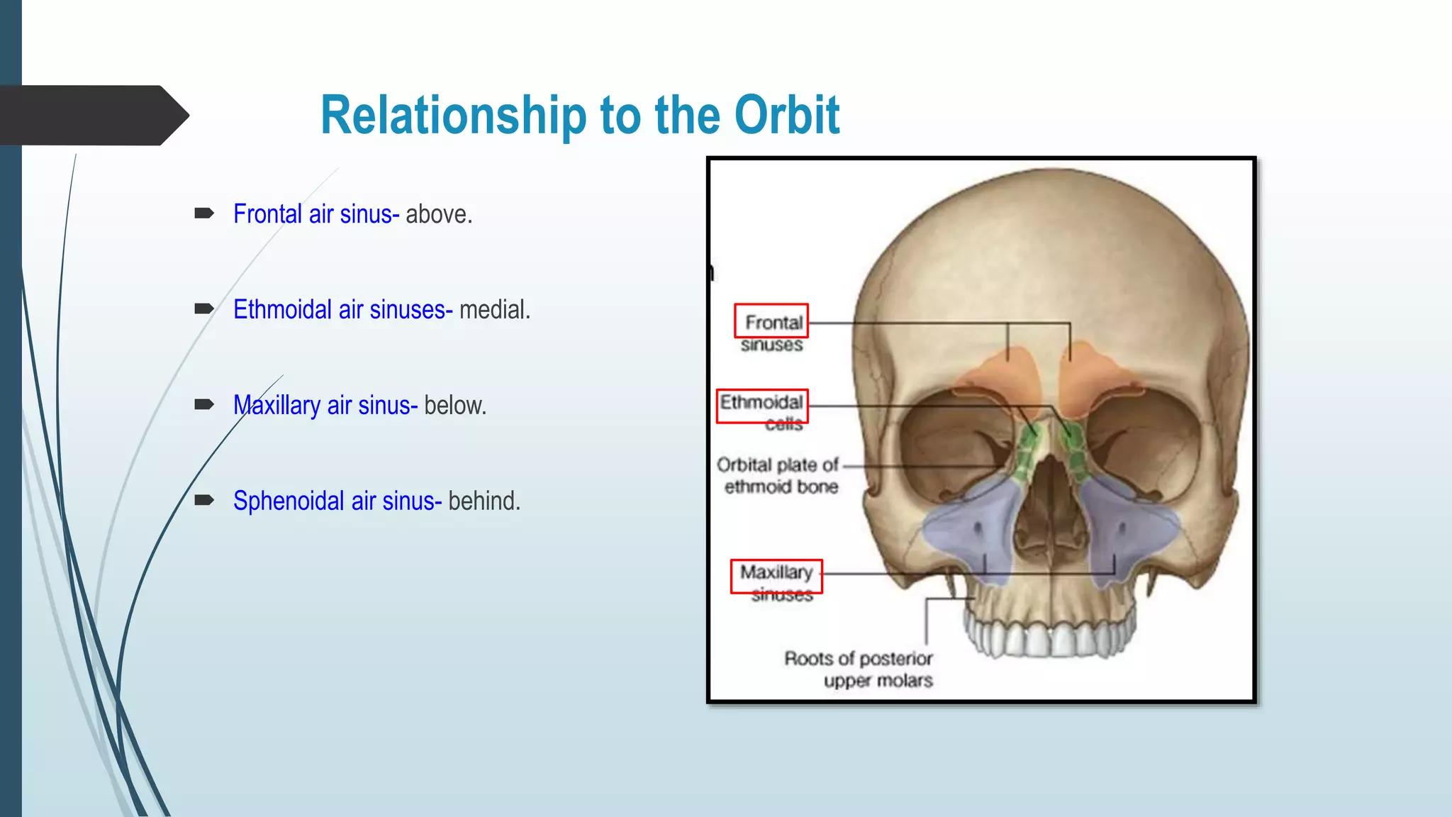 Maxillary Sinus Pptx Ear Nose And Throat Conditions Diseases And Conditions