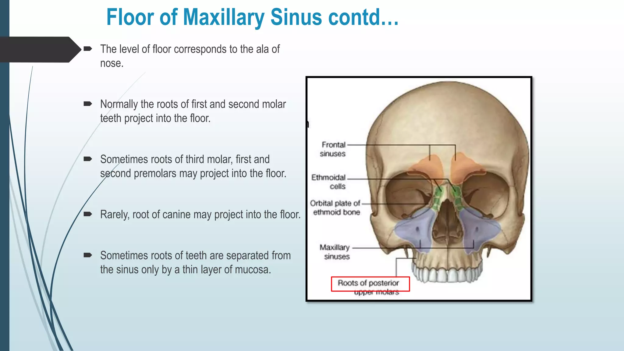 MAXILLARY SINUS.pptx | Ear, Nose and Throat Conditions | Diseases and Conditions