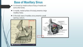 MAXILLARY SINUS.pptx | Ear, Nose and Throat Conditions | Diseases and Conditions