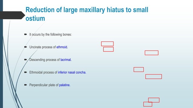 Maxillary Sinus Pptx Ear Nose And Throat Conditions Diseases And Conditions