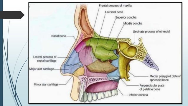 MAXILLARY SINUS.pptx | Ear, Nose and Throat Conditions | Diseases and ...
