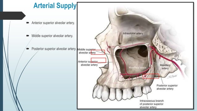 MAXILLARY SINUS.pptx | Ear, Nose and Throat Conditions | Diseases and ...