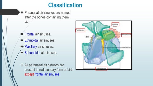 Maxillary Sinus Pptx Ear Nose And Throat Conditions Diseases And Conditions