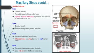 MAXILLARY SINUS.pptx | Ear, Nose and Throat Conditions | Diseases and ...