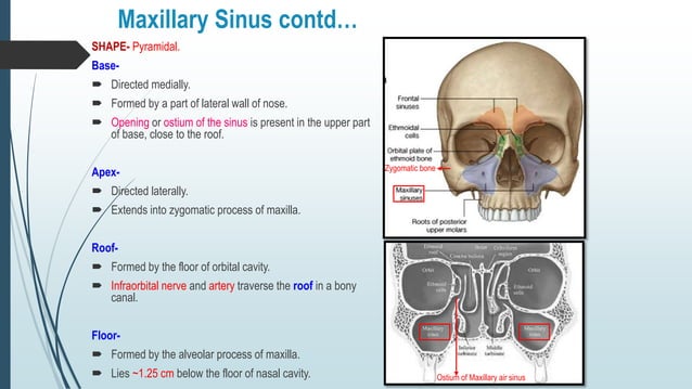 MAXILLARY SINUS.pptx | Ear, Nose and Throat Conditions | Diseases and Conditions