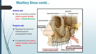 MAXILLARY SINUS.pptx
