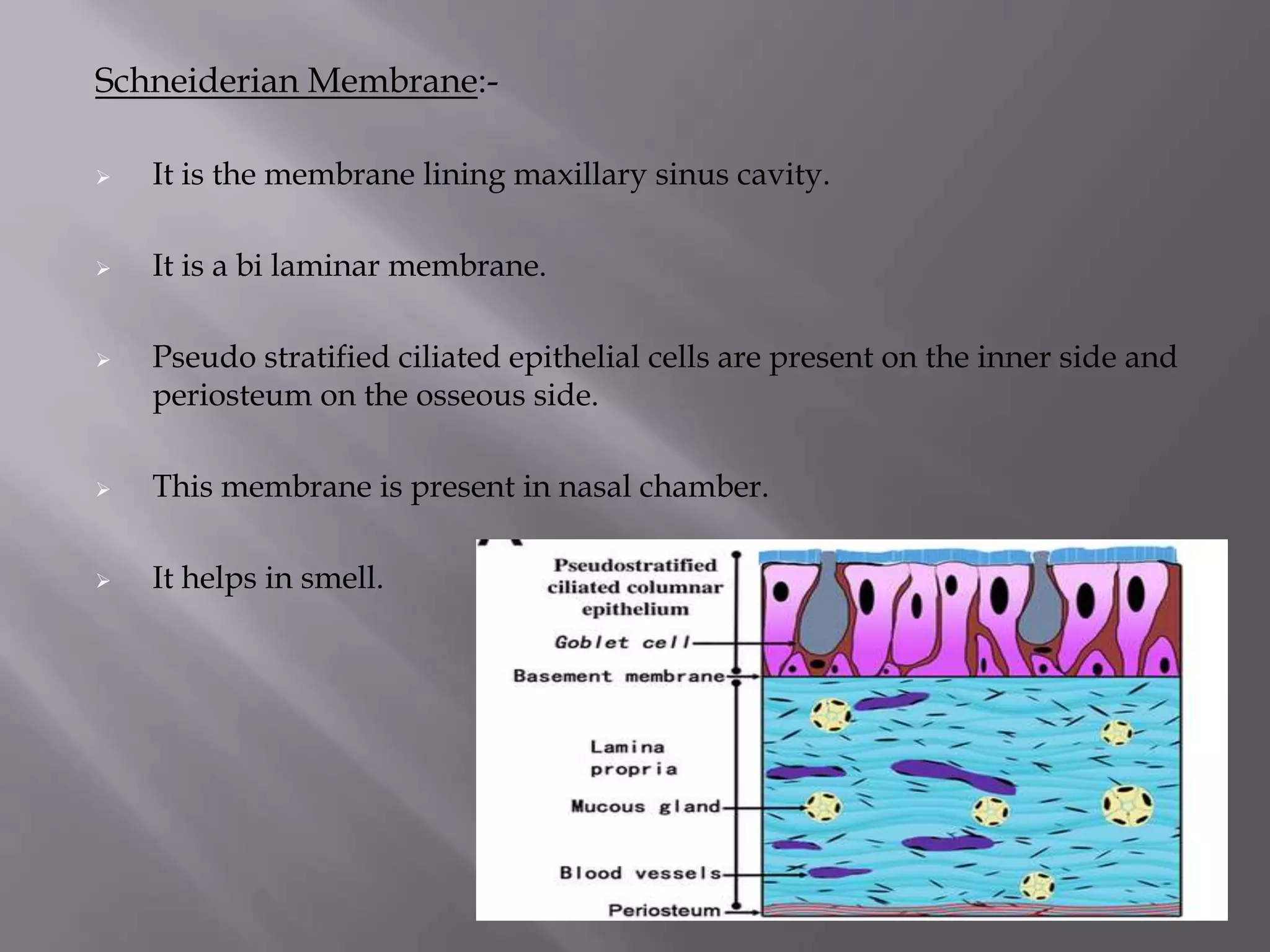 Maxillary Sinus | PPTX