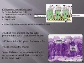 Maxillary Sinus | PPTX