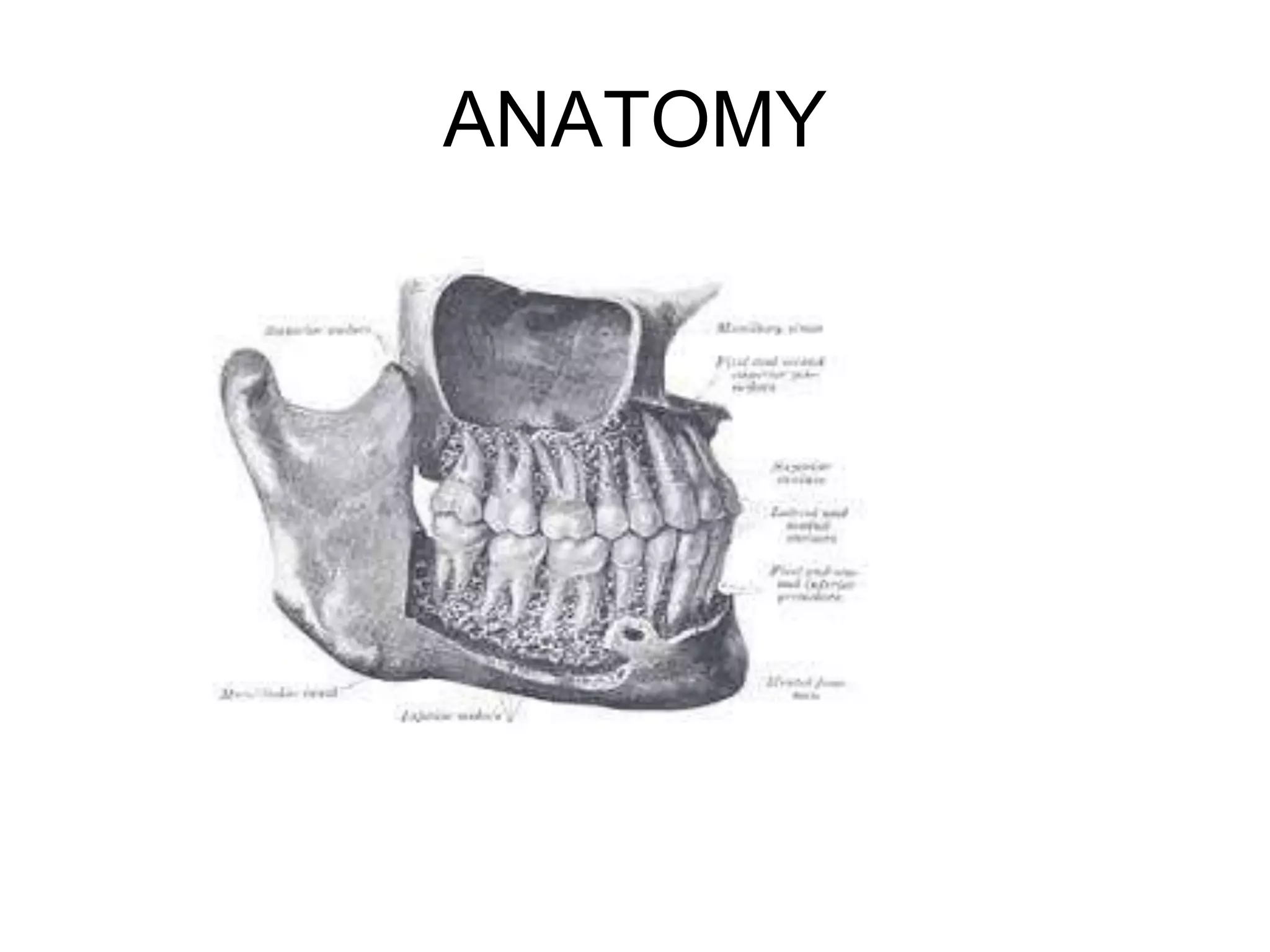 Maxillary sinus.ppt