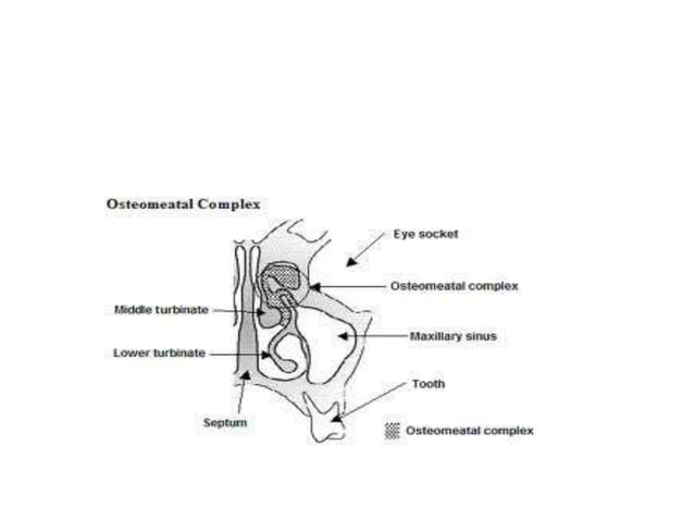 Maxillary Sinusppt