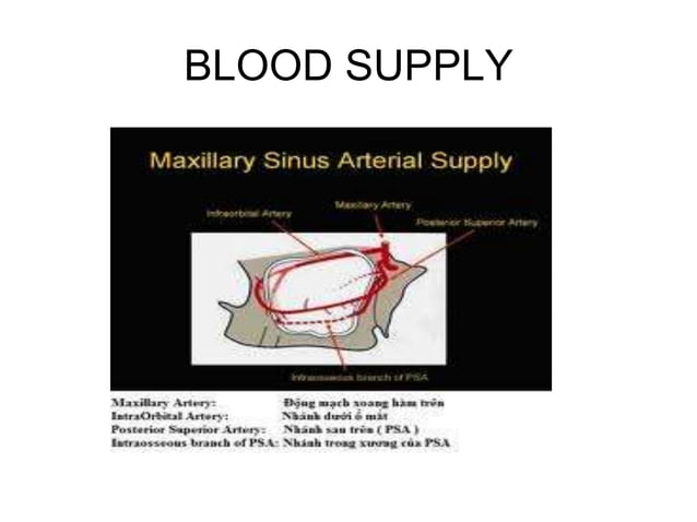 Maxillary sinus.ppt