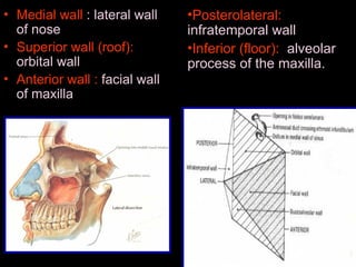 MAXILLARY SINUS is located in the maxilla.ppt