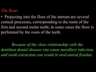 MAXILLARY SINUS is located in the maxilla.ppt