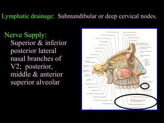 MAXILLARY SINUS is located in the maxilla.ppt
