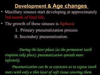 MAXILLARY SINUS is located in the maxilla.ppt
