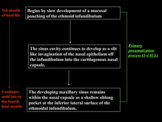 MAXILLARY SINUS is located in the maxilla.ppt