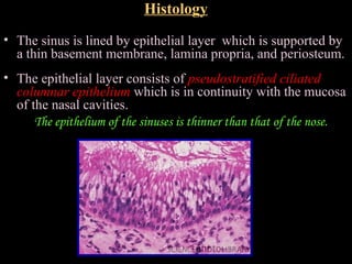 MAXILLARY SINUS is located in the maxilla.ppt