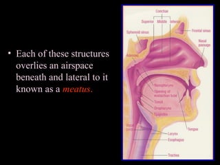 MAXILLARY SINUS is located in the maxilla.ppt