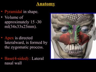 MAXILLARY SINUS is located in the maxilla.ppt