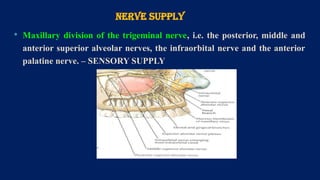 Maxillary Sinus.pptx 1st bds lecture histology | PPTX