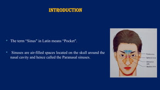Maxillary Sinus.pptx 1st bds lecture histology | PPTX