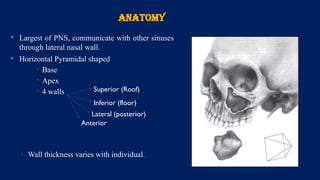 Maxillary Sinus.pptx 1st bds lecture histology | PPTX