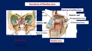Maxillary Sinus.pptx 1st bds lecture histology | PPTX