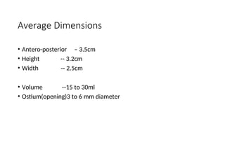 MAXILLARY SINUS AND ITS SURGICAL ANATOMY (2) (1) [Autosaved].ppt