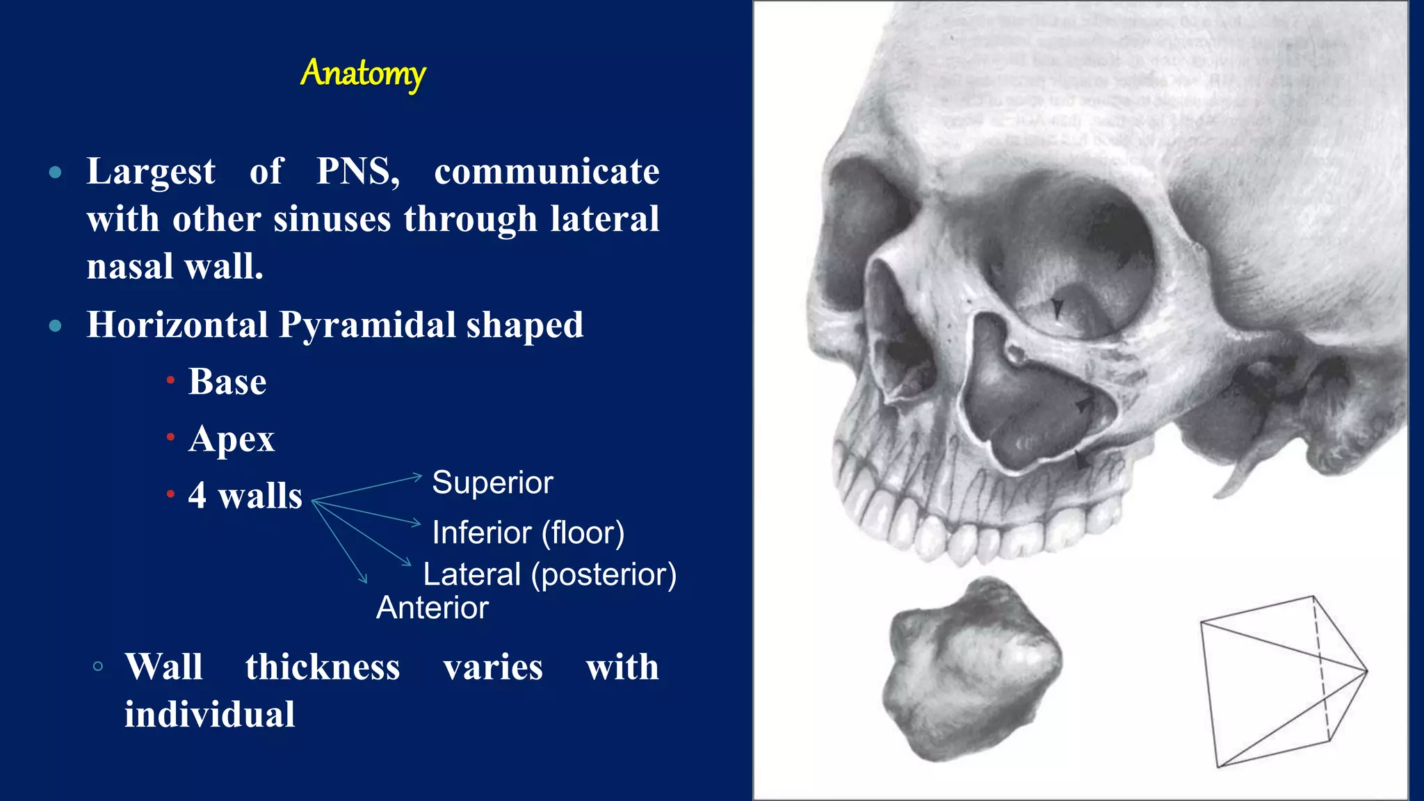 maxillary sinus anatomy histology.pptx