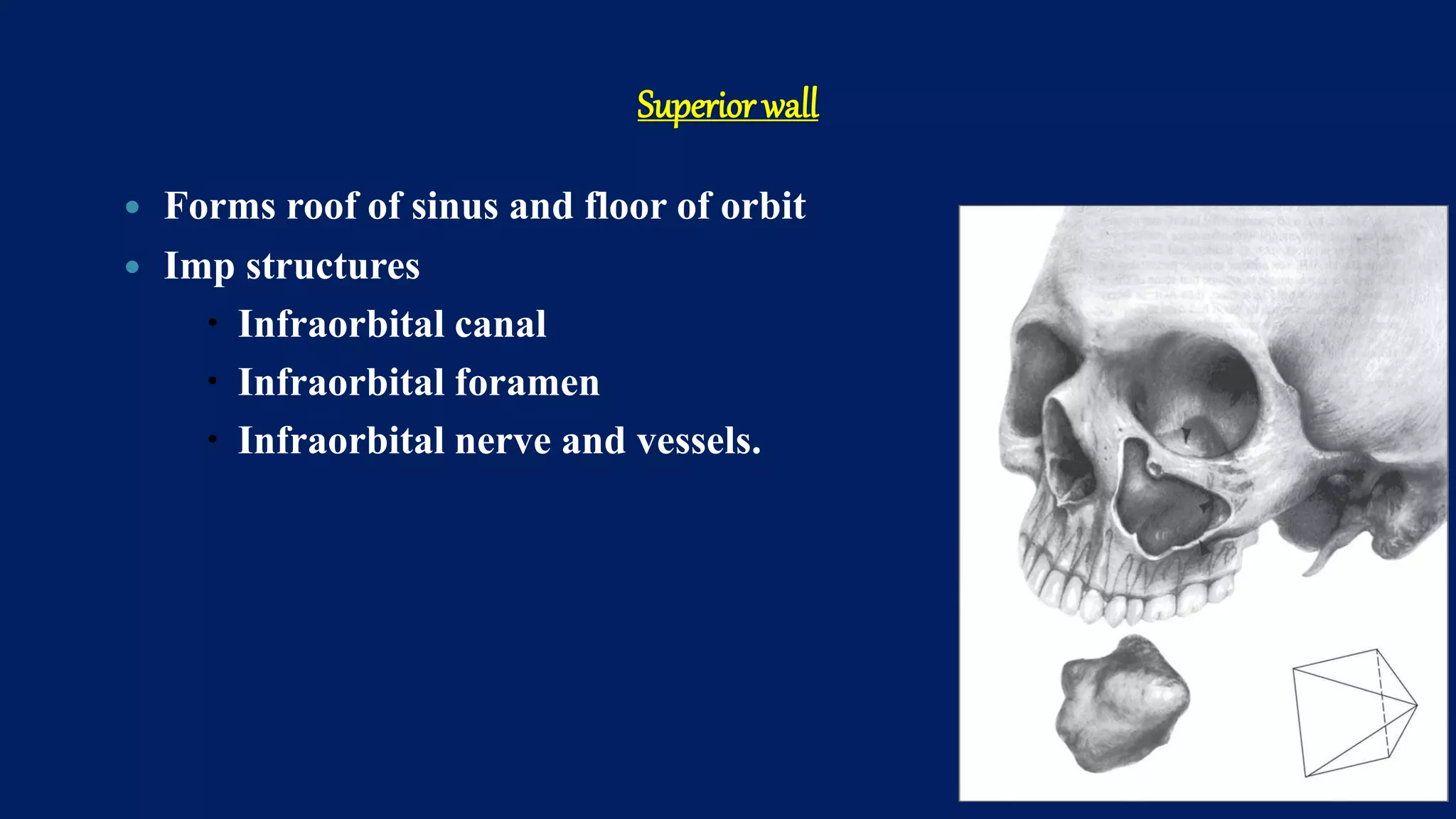 maxillary sinus anatomy histology.pptx