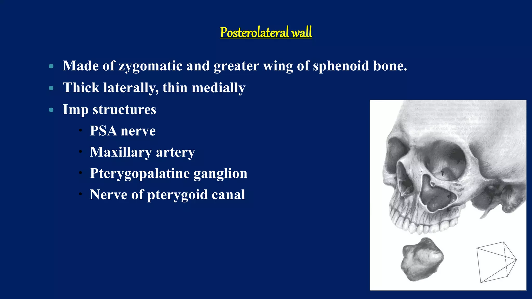 maxillary sinus anatomy histology.pptx