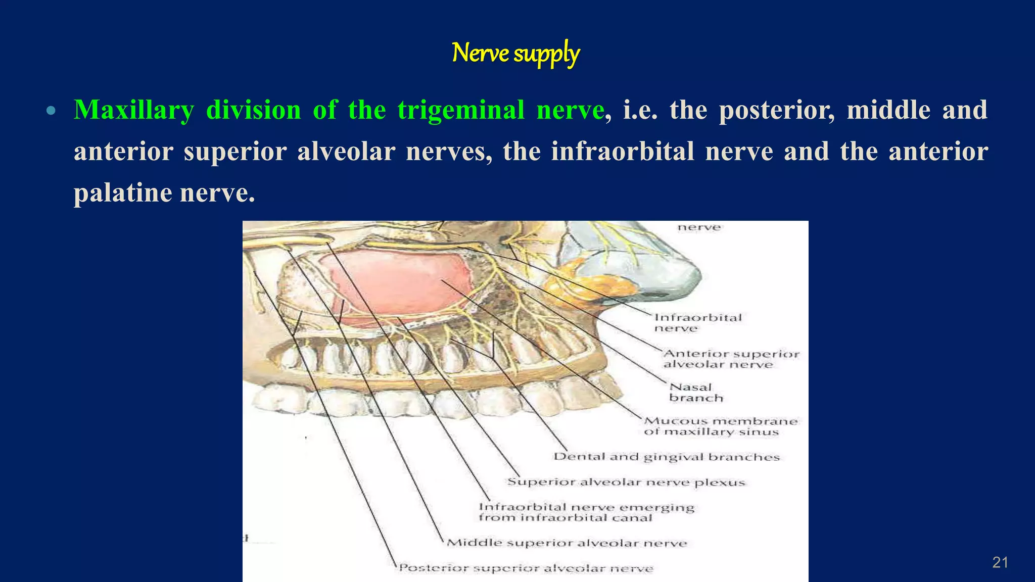 maxillary sinus anatomy histology.pptx