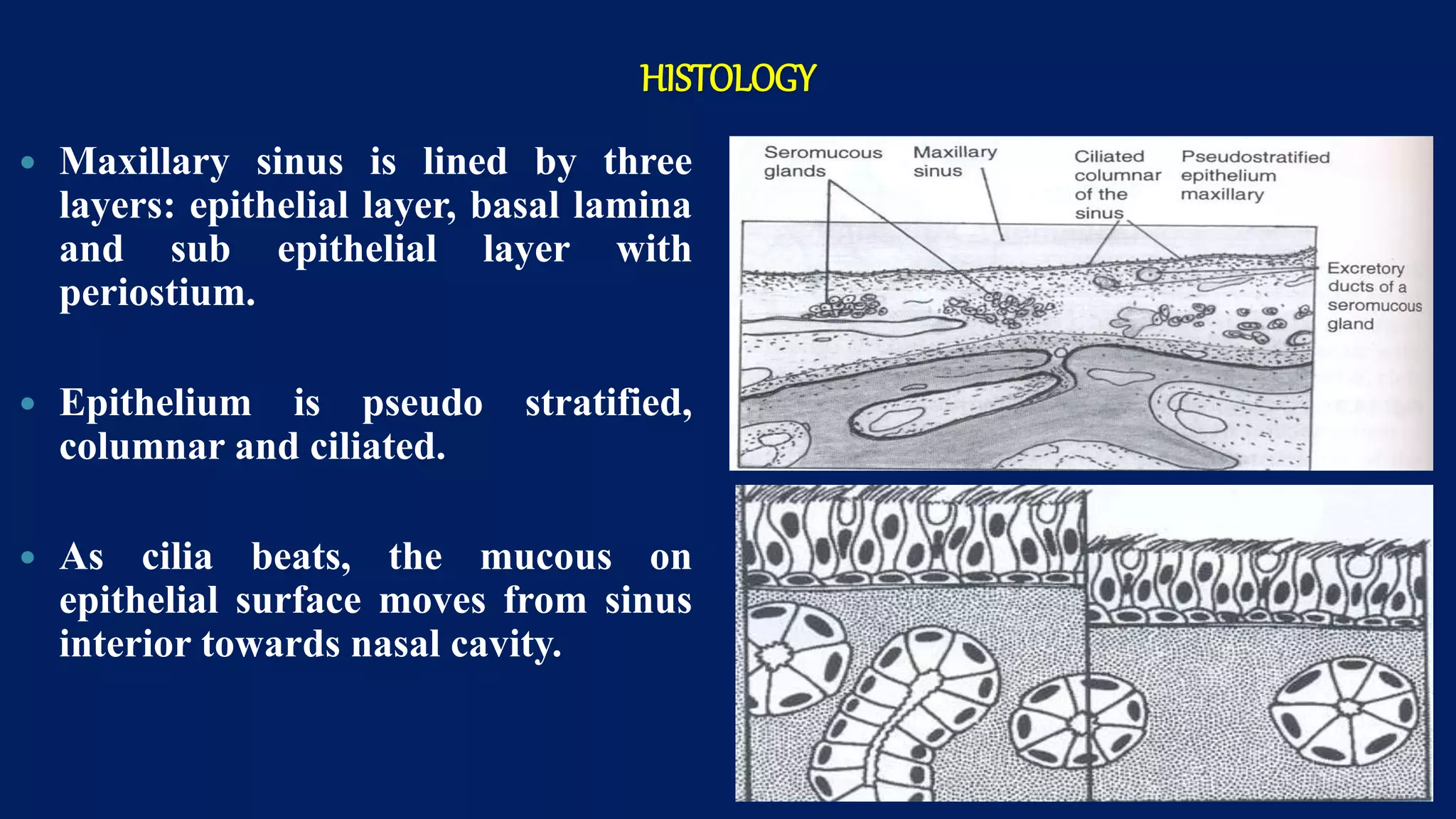 maxillary sinus anatomy histology.pptx