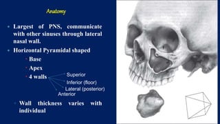 maxillary sinus anatomy histology.pptx