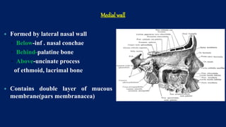 maxillary sinus anatomy histology.pptx
